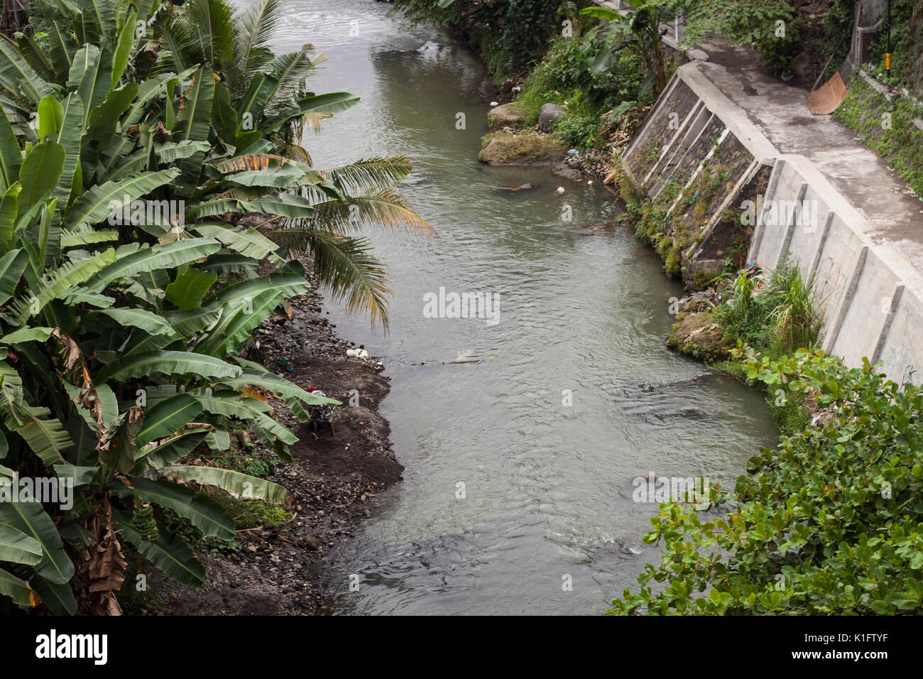 a river with banana tree leaf on the side photo in jogja indonesia java ...