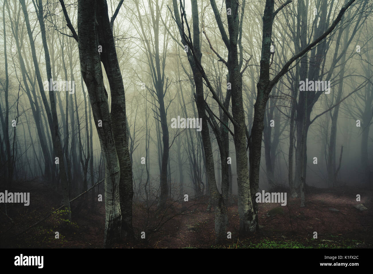 Misty path through the forest of Mt.Pelion ,Greece! Stock Photo - Alamy