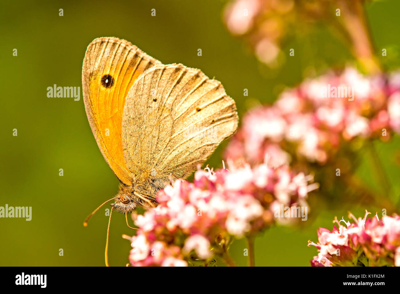 Meadow brown, Maniola jurtina, on a flower Stock Photo - Alamy
