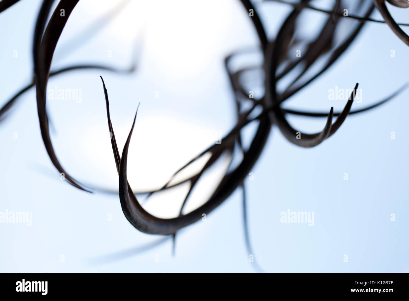 Abstract image of seed pods Stock Photo - Alamy