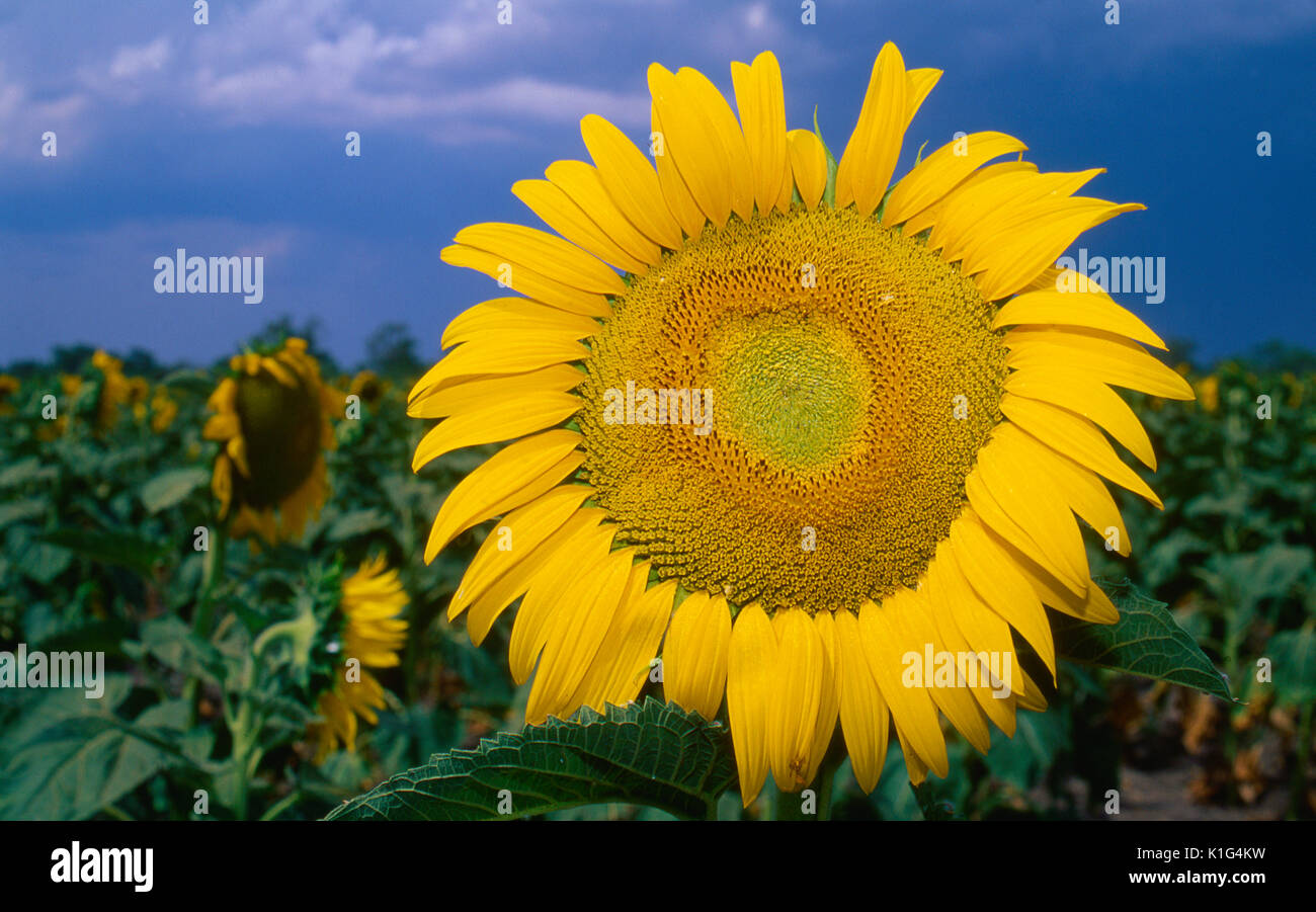 Sunflower seed head in hi-res stock photography and images - Alamy