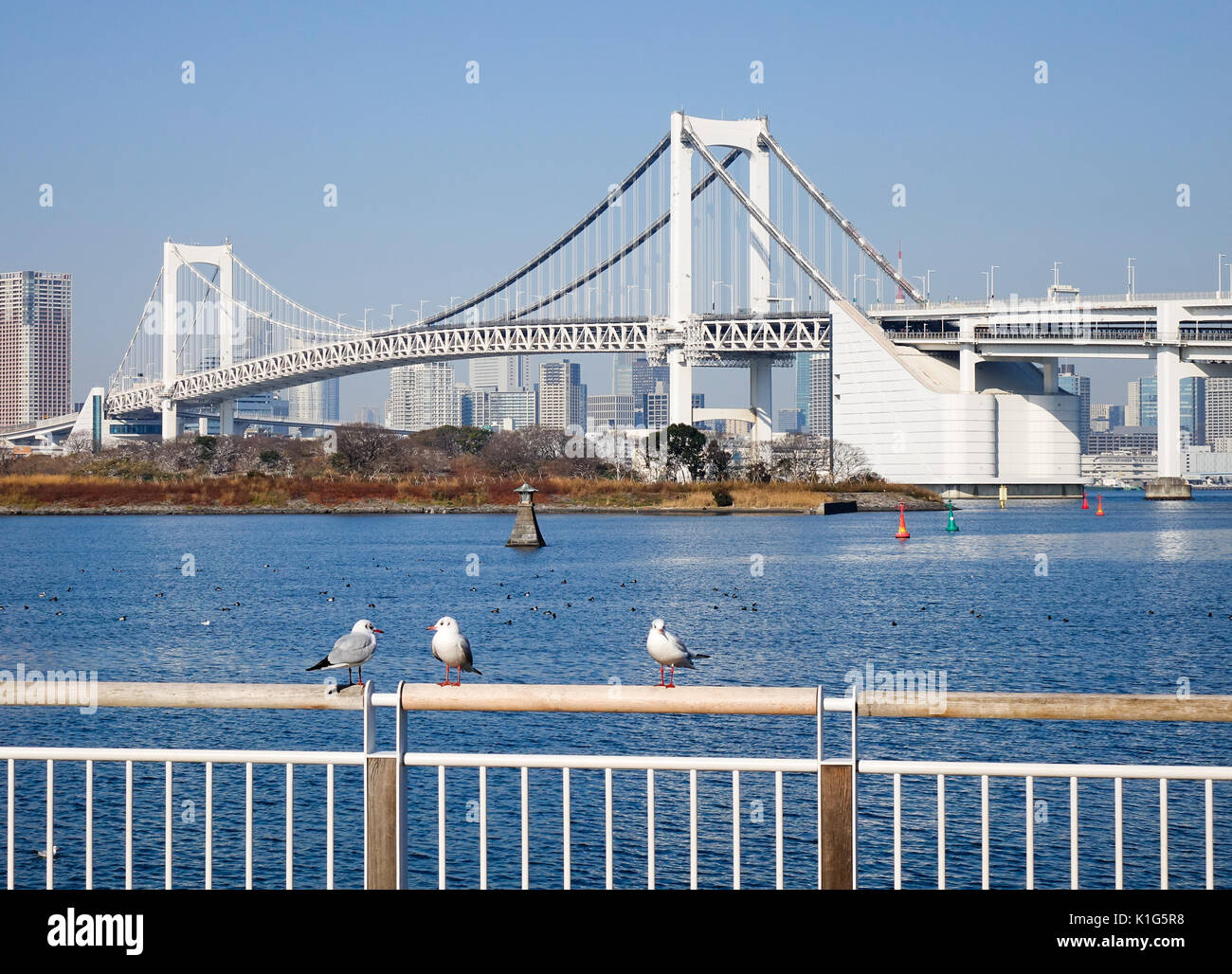 Seagull birds with Rainbow Bridge in Tokyo Bay, view from Odaiba island ...