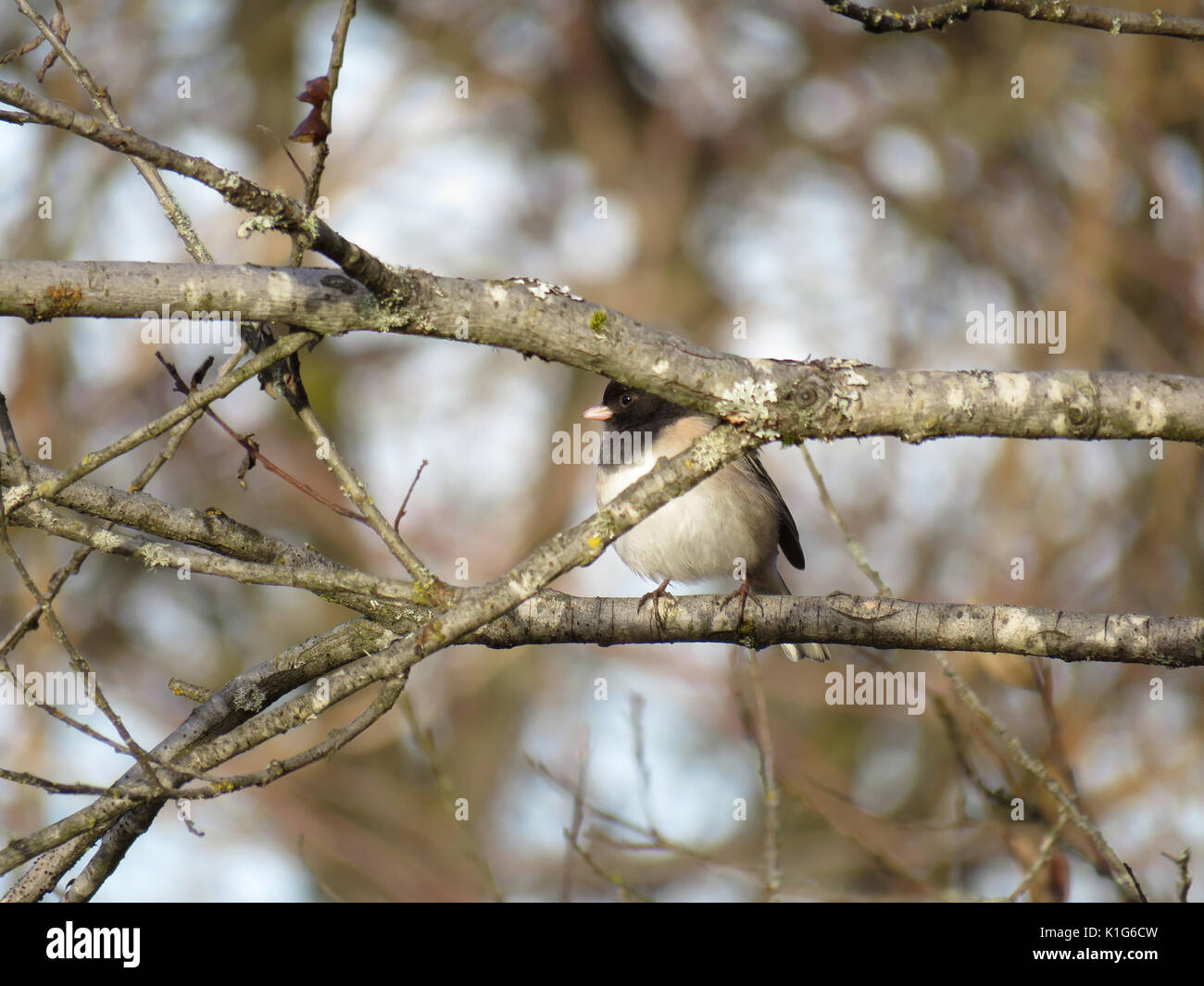 Junko bird hi-res stock photography and images - Alamy