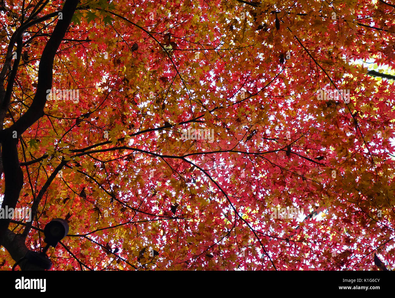 Autumn scenery in Tokyo, Japan. Tokyo, Japan’s busy capital, mixes the ...