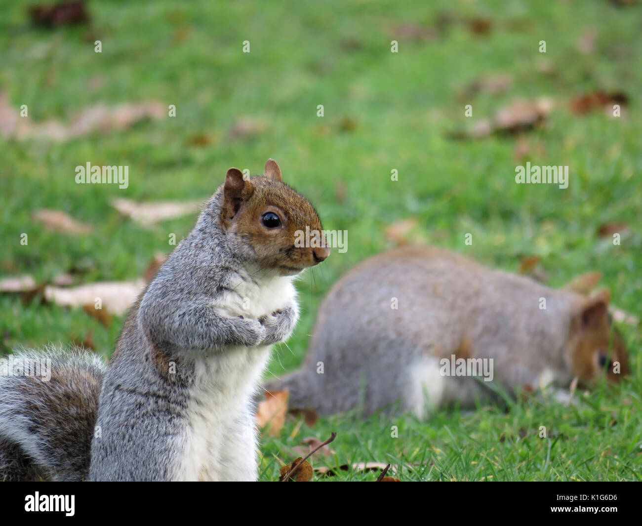 Eastern gray squirrels (Sciurus carolinensis) in Redmond, WA. USA Stock ...