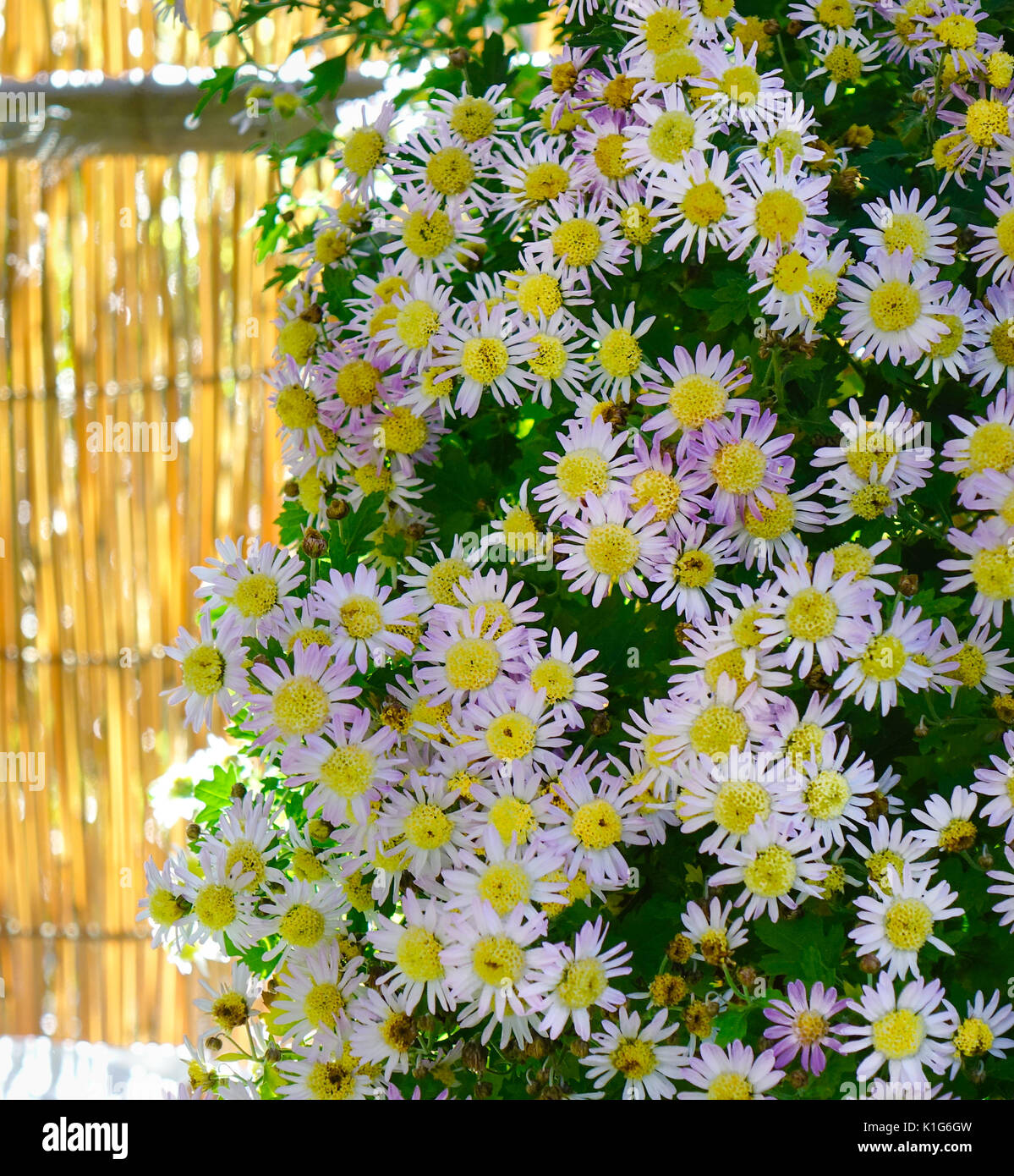 Small Japanese daisy flowers blooming at sunny day in autumn Stock ...