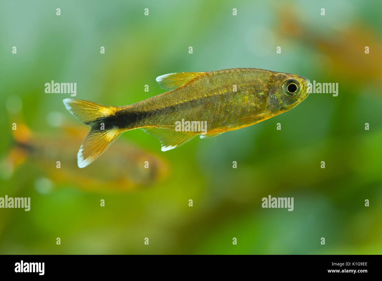 Silver tetra hi-res stock photography and images - Alamy