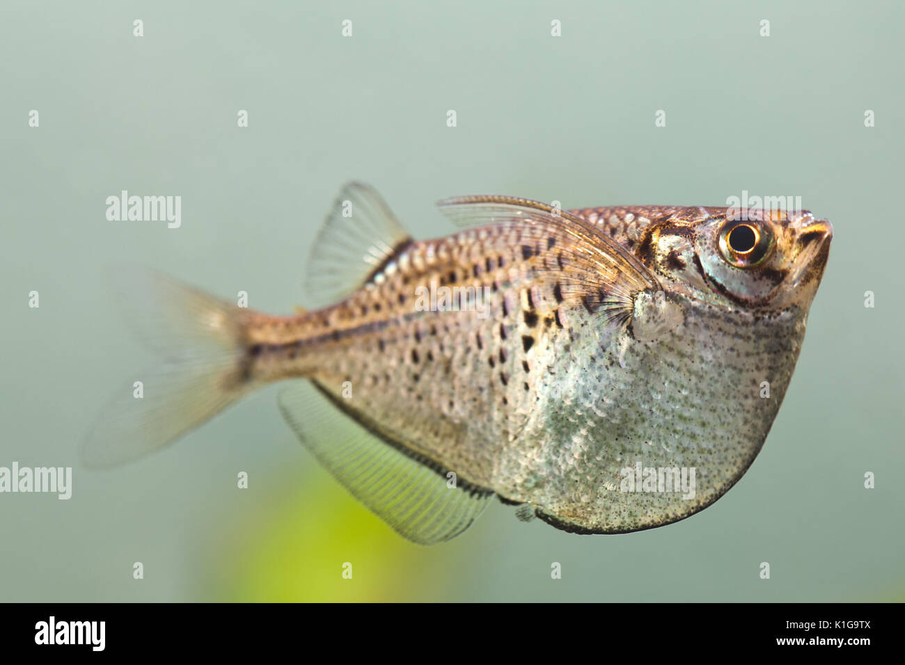Gasteropelecus Sternicla High Resolution Stock Photography and Images ...