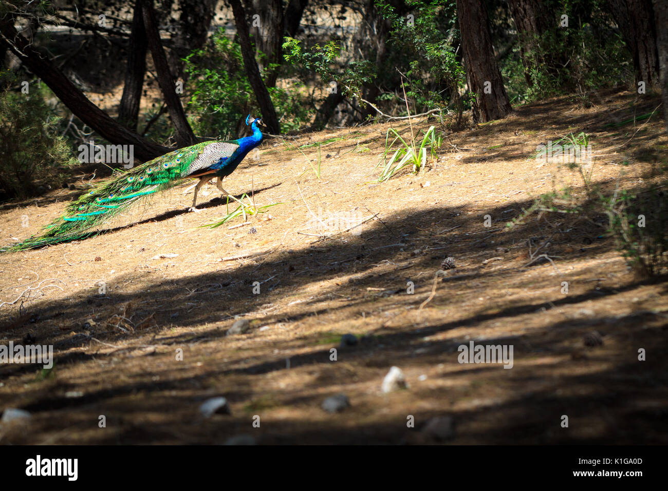 Peacock in the forest hi-res stock photography and images - Alamy