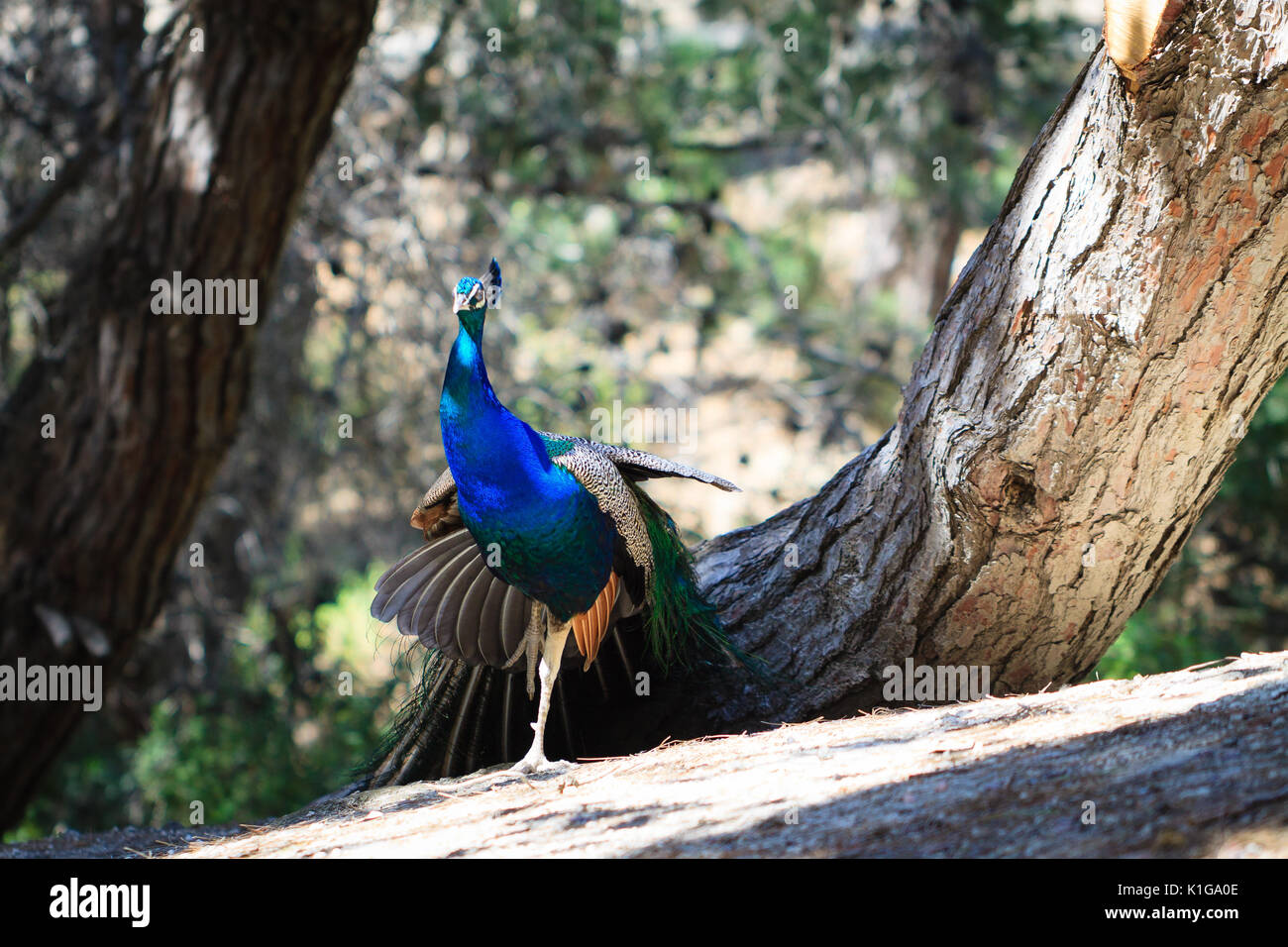 Peacock in the forest hi-res stock photography and images - Alamy