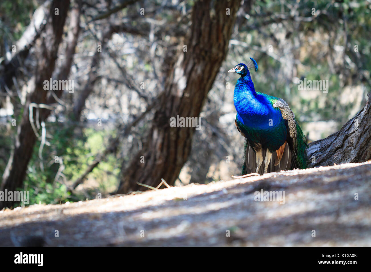Peacock in natural forest environment Stock Photo - Alamy