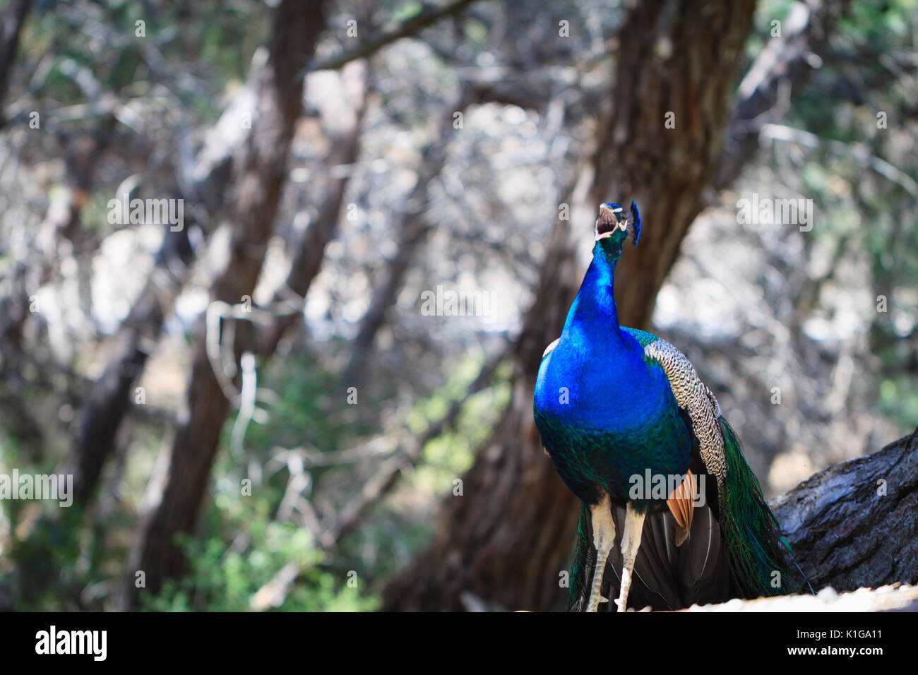 Peacock in the forest hi-res stock photography and images - Alamy