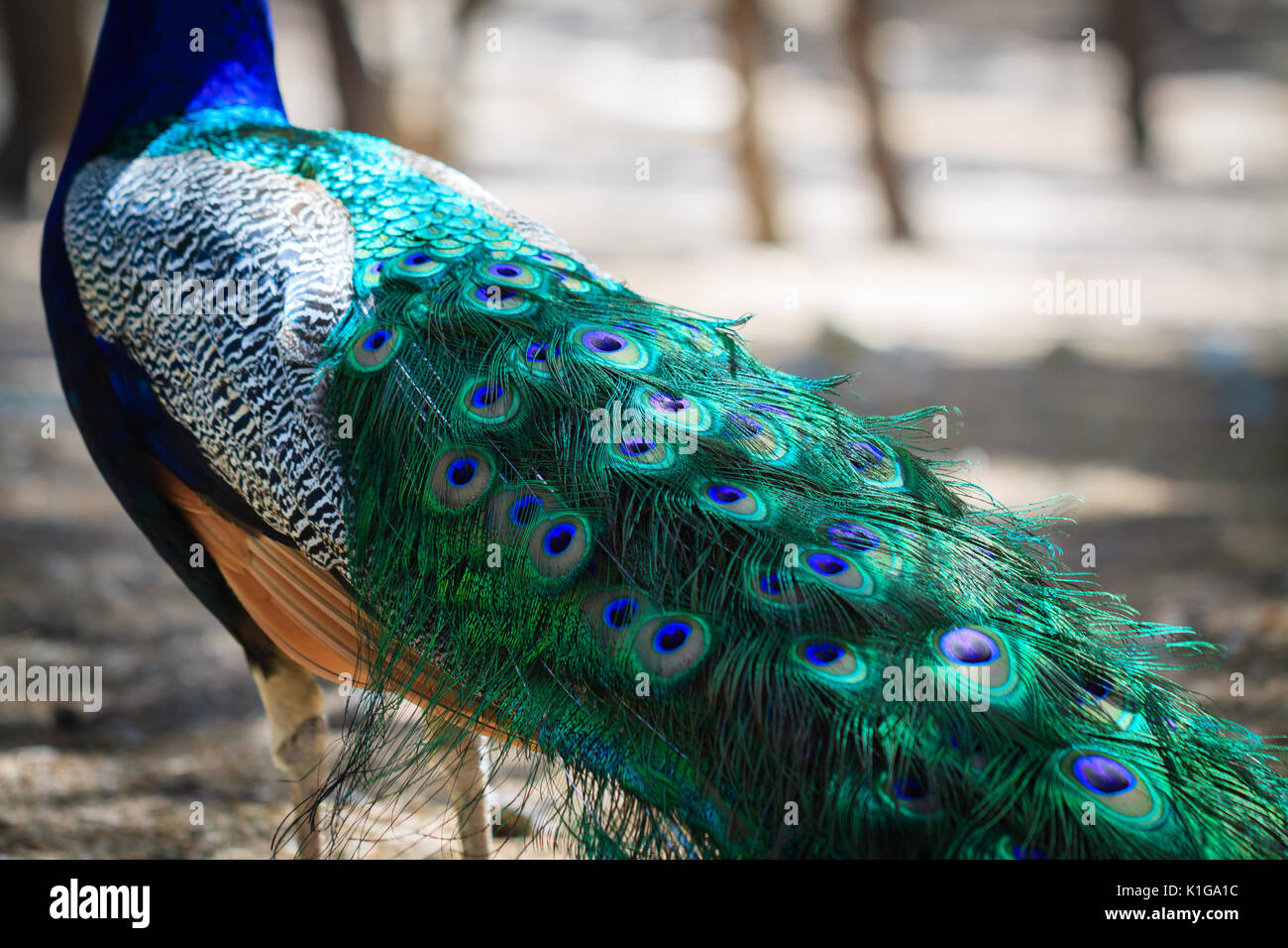 Peacock in natural forest environment Stock Photo - Alamy