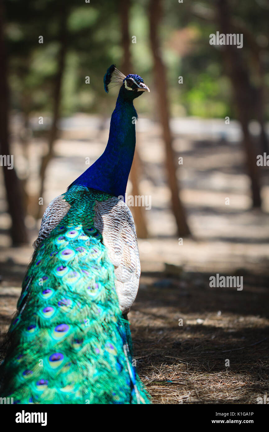 Peacock in natural forest environment Stock Photo - Alamy