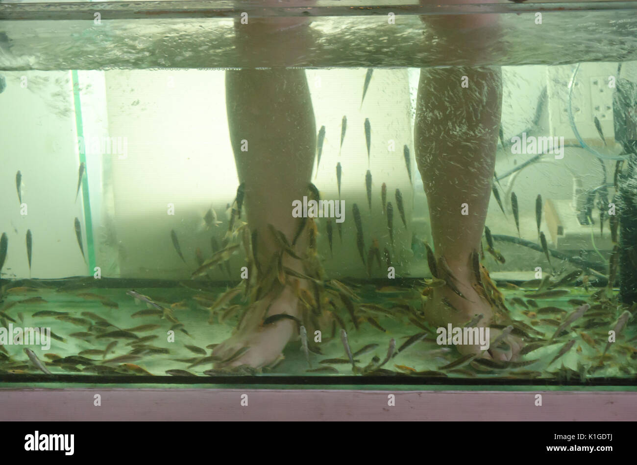 Fish Therapy for Skin at Spa Stock Photo - Alamy