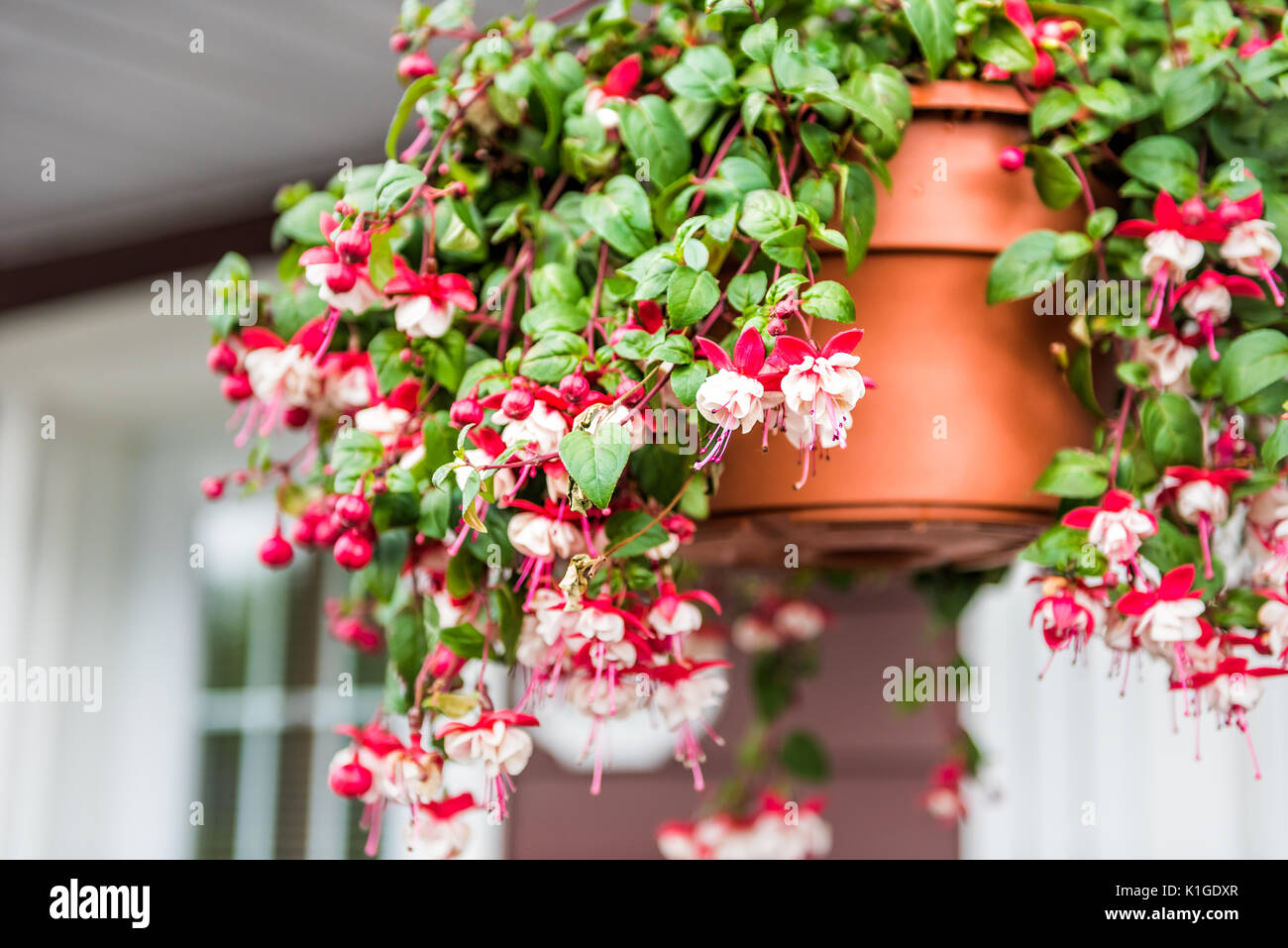 Fuchsia red white hi-res stock photography and images - Alamy