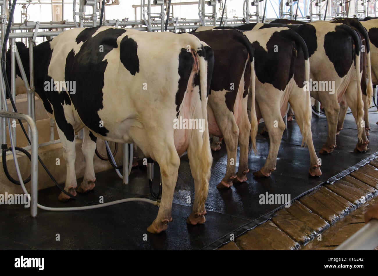 Dairy cows on the farm Stock Photo - Alamy