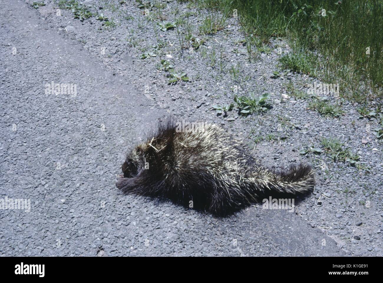 Vernacular snapshot photograph of animal and roadkill, 1966 Stock Photo ...