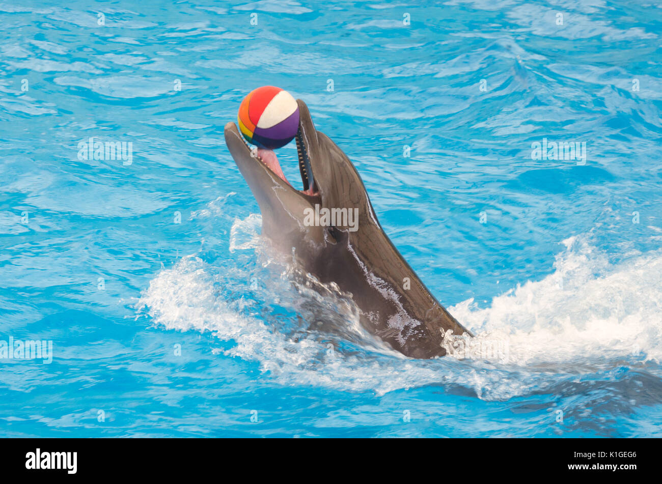 dolphin with a ball in the pool Stock Photo - Alamy