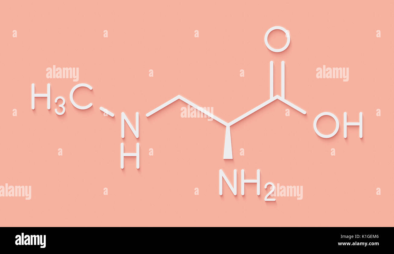 beta-Methylamino-L-alanine (BMAA) toxic amino acid molecule. Produced ...