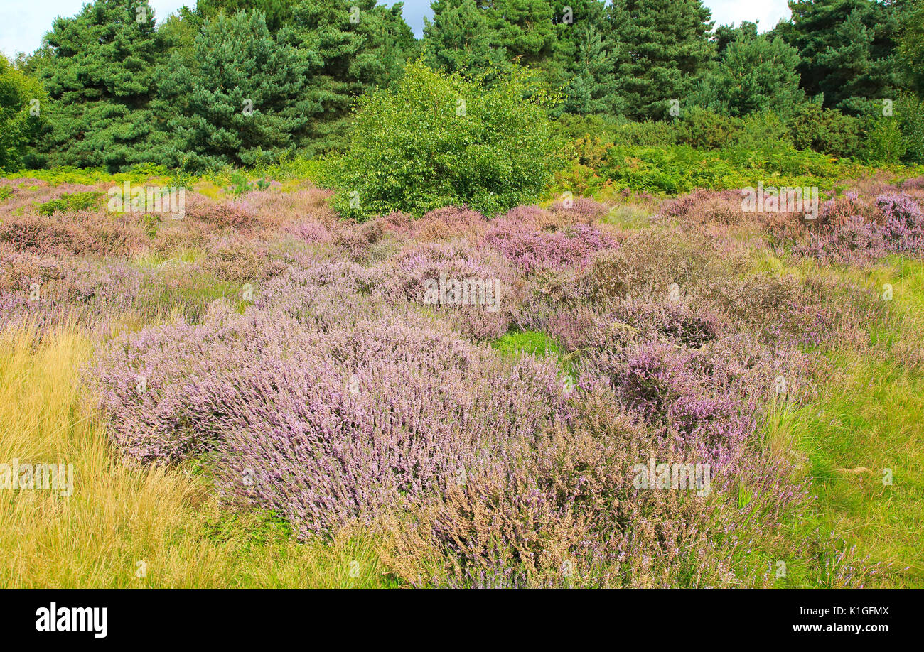 Heather plants, Calluna vulgaris, purple flowers, heathland vegetation ...
