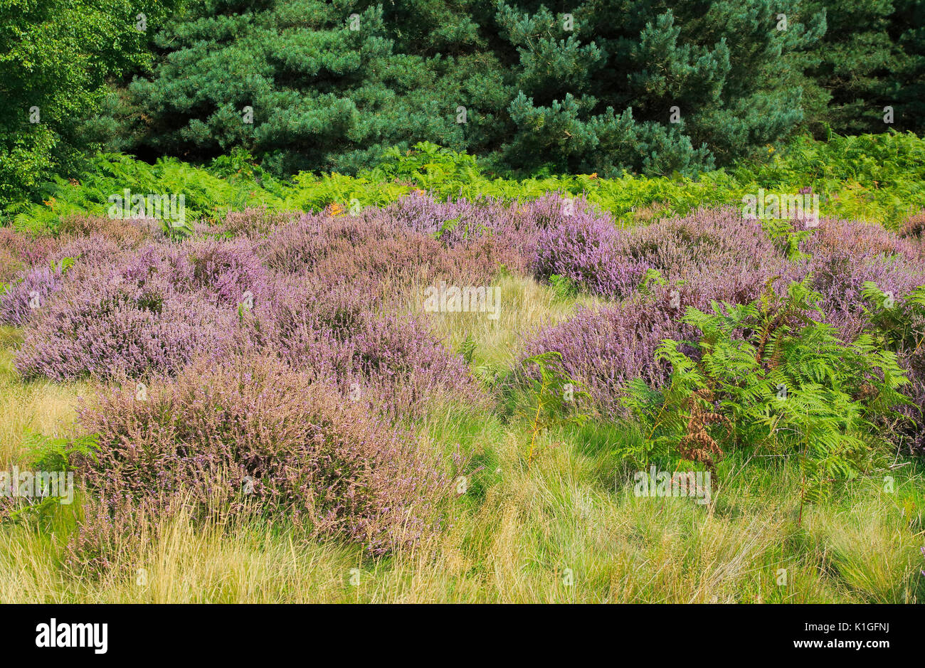 Heather plants, Calluna vulgaris, purple flowers, heathland vegetation ...