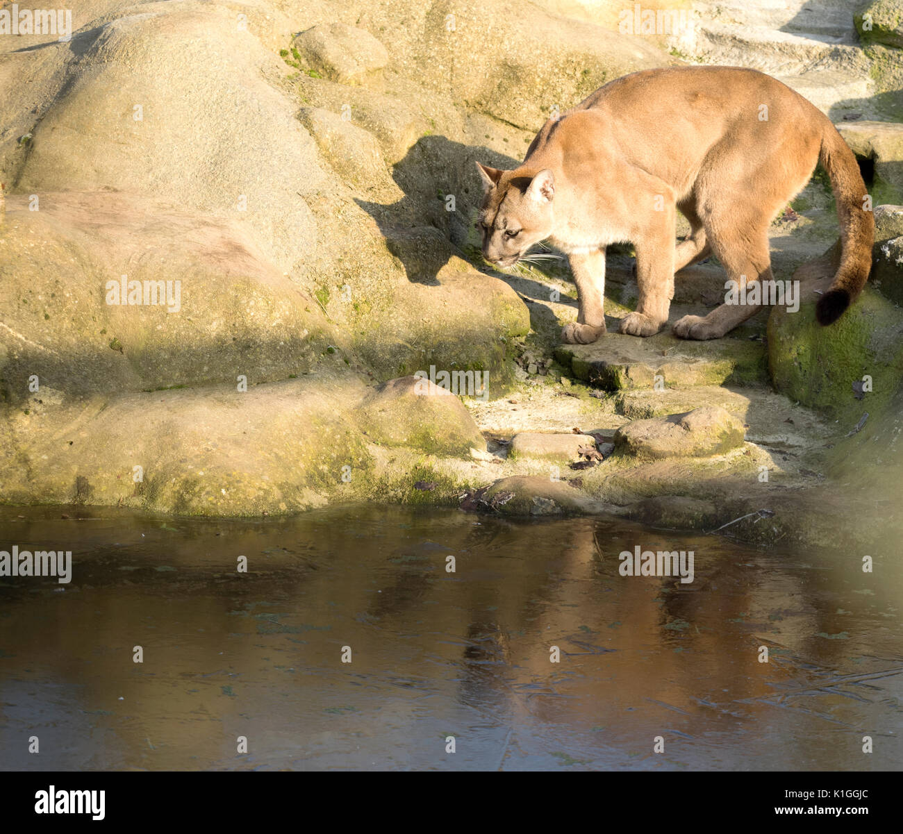 Rare panther hi-res stock photography and images - Alamy