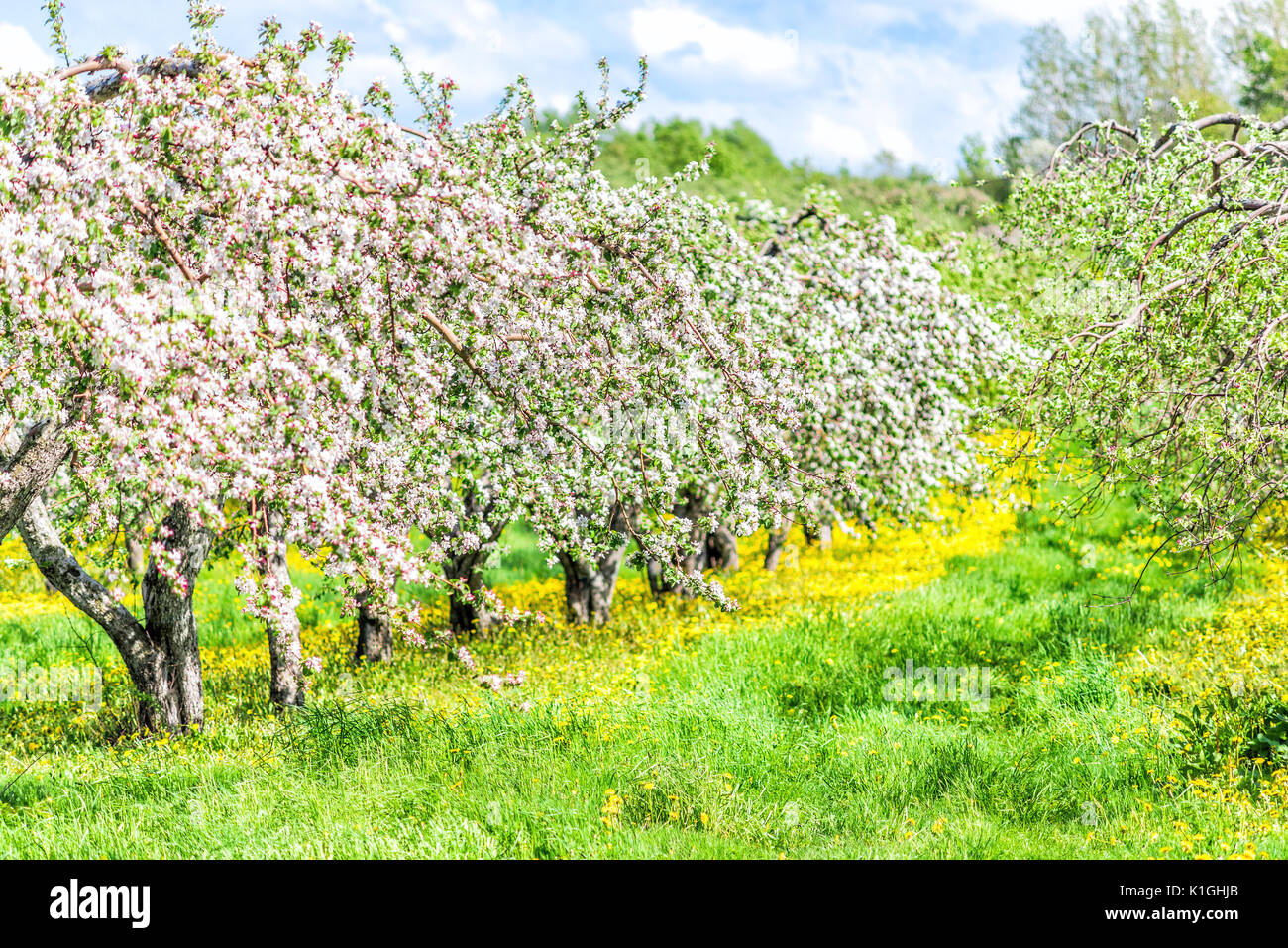 Apple orchard with many blooming trees with white and pink flowers ...