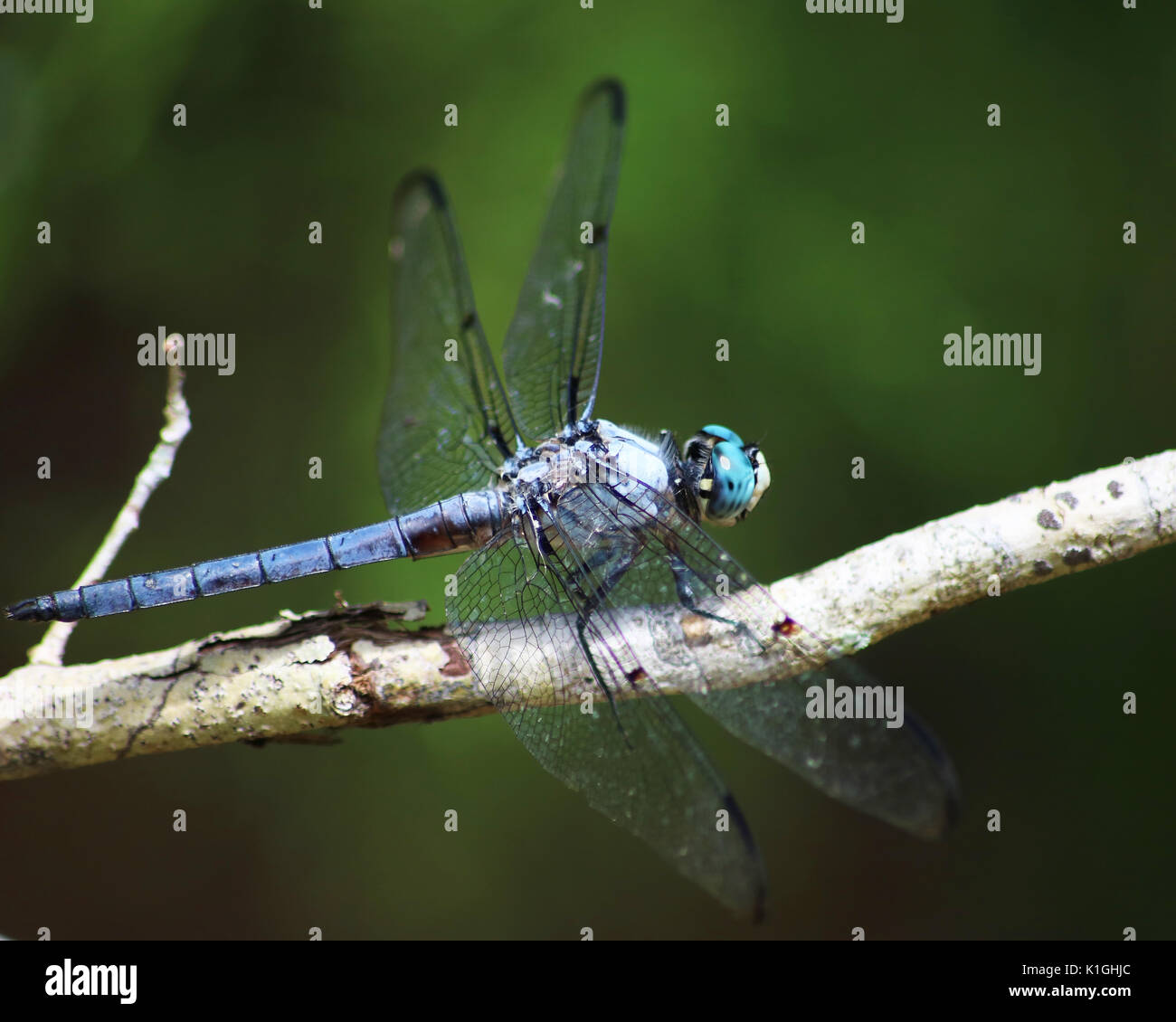 Largest skimmer hi-res stock photography and images - Alamy
