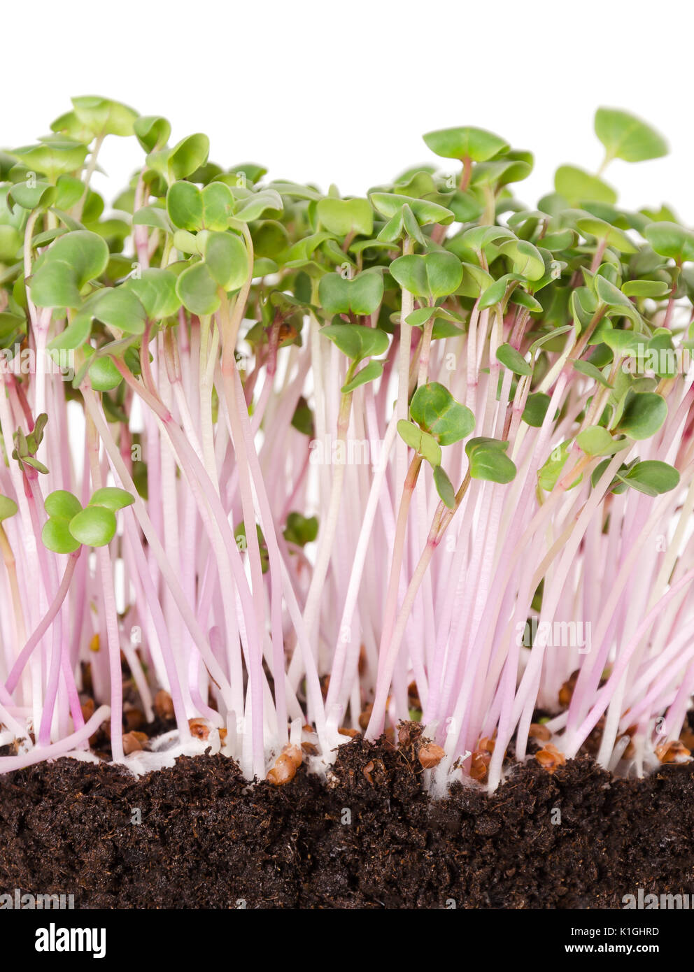 Chinese radish hi-res stock photography and images - Alamy