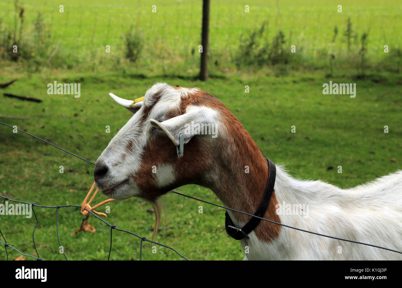 Domestic goat looking over fence hi-res stock photography and images ...