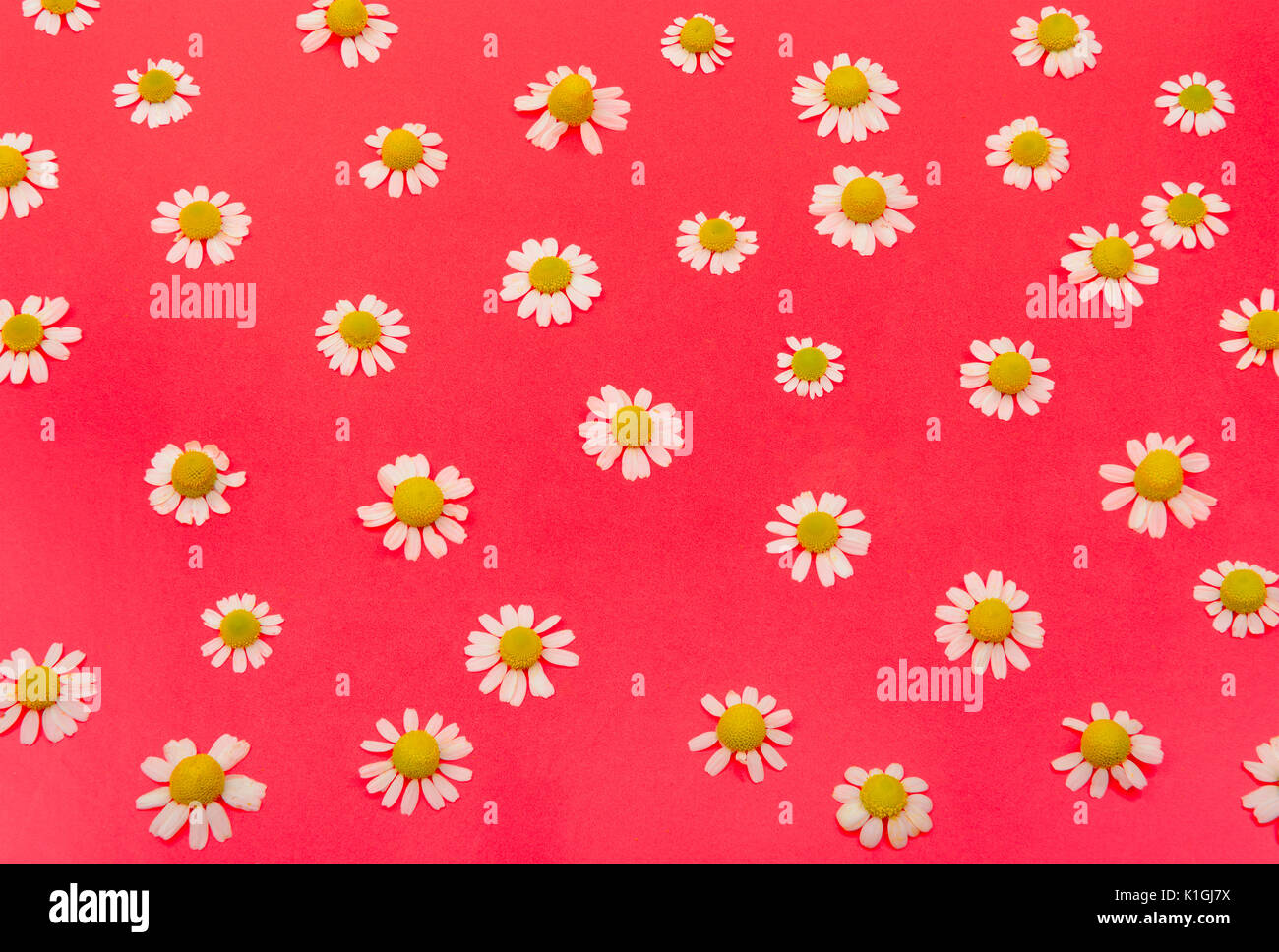 Yellow daisy background wallpaper hi-res stock photography and images ...
