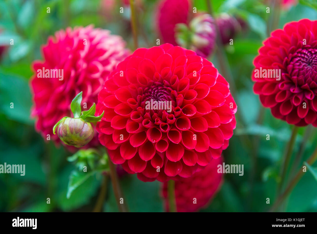 Red dahlias hi-res stock photography and images - Alamy