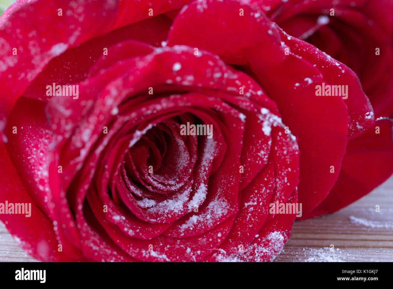 Red rose over snow. close up. background Stock Photo - Alamy