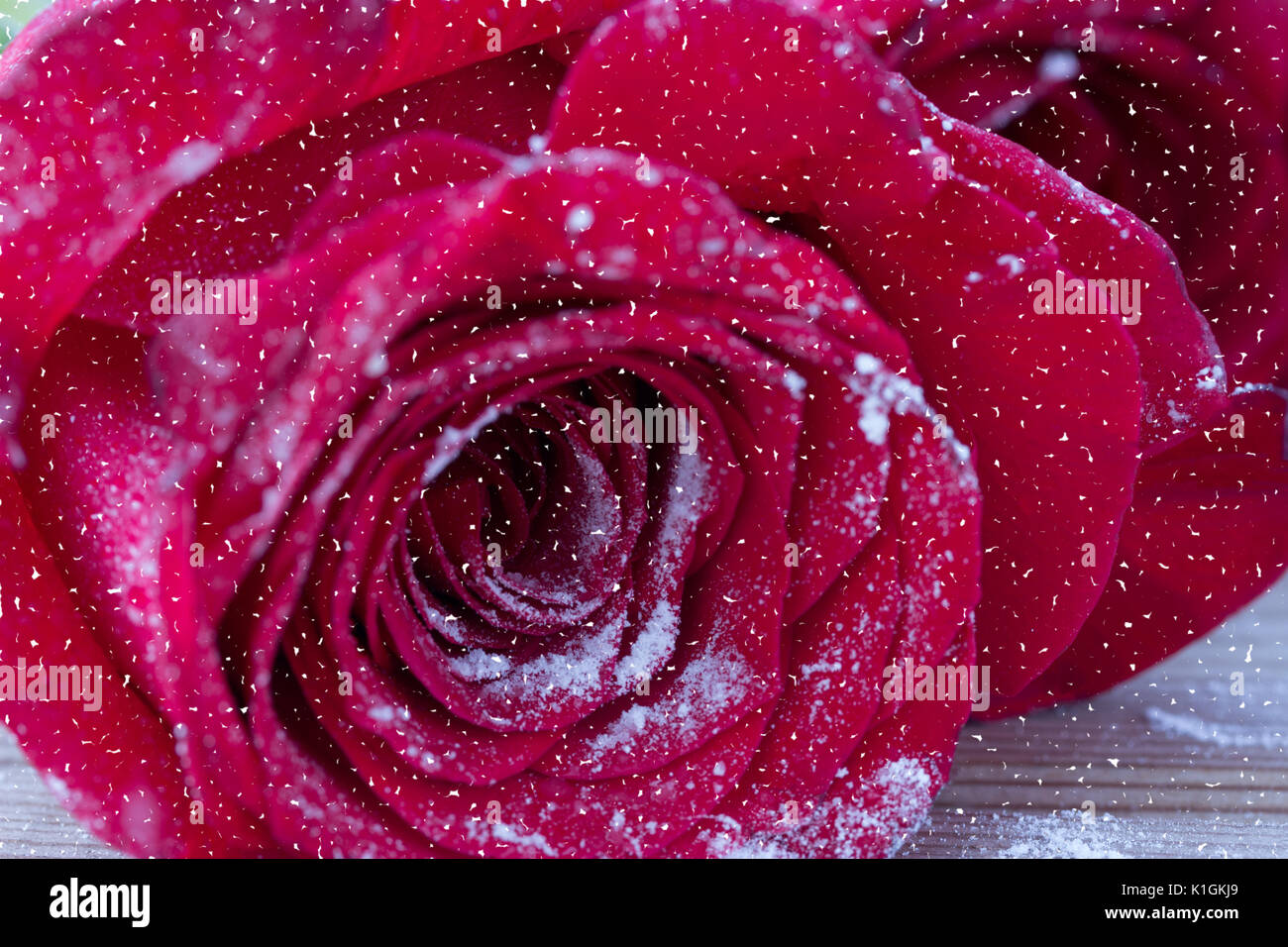 Red rose over snow. close up. background Stock Photo - Alamy