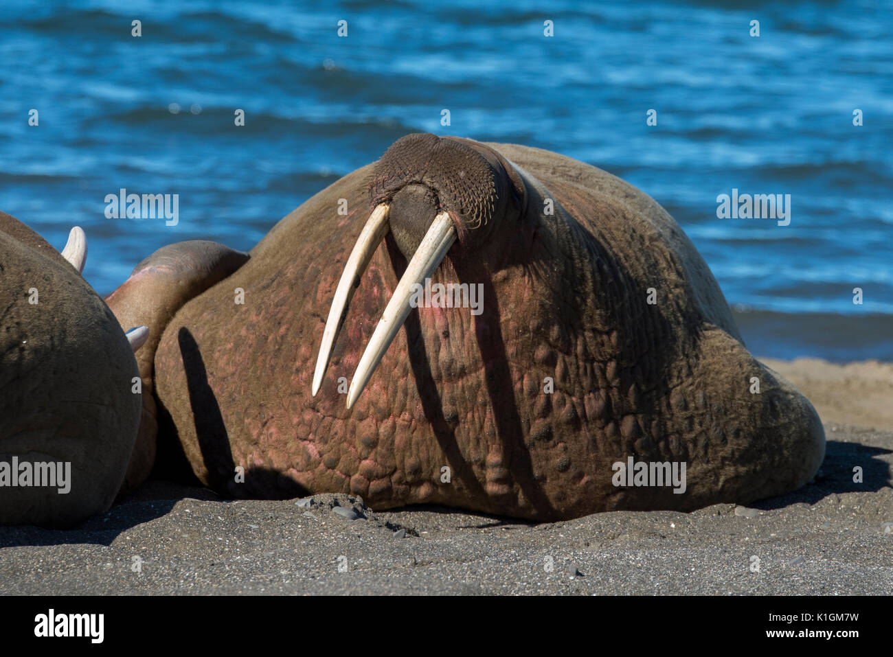 Norway, Svalbard, South Svalbard Nature Reserve, Edgeoya, Kapp Lee ...