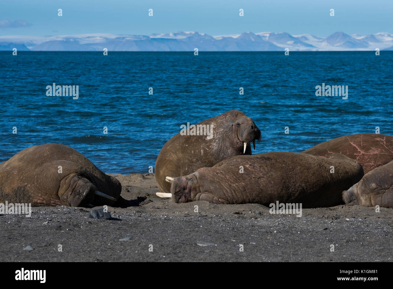 Norway, Svalbard, South Svalbard Nature Reserve, Edgeoya, Kapp Lee ...