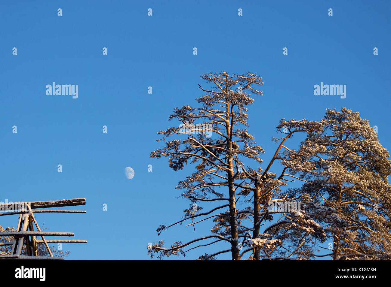 winter night. trees covered by snow against blue sky Stock Photo - Alamy