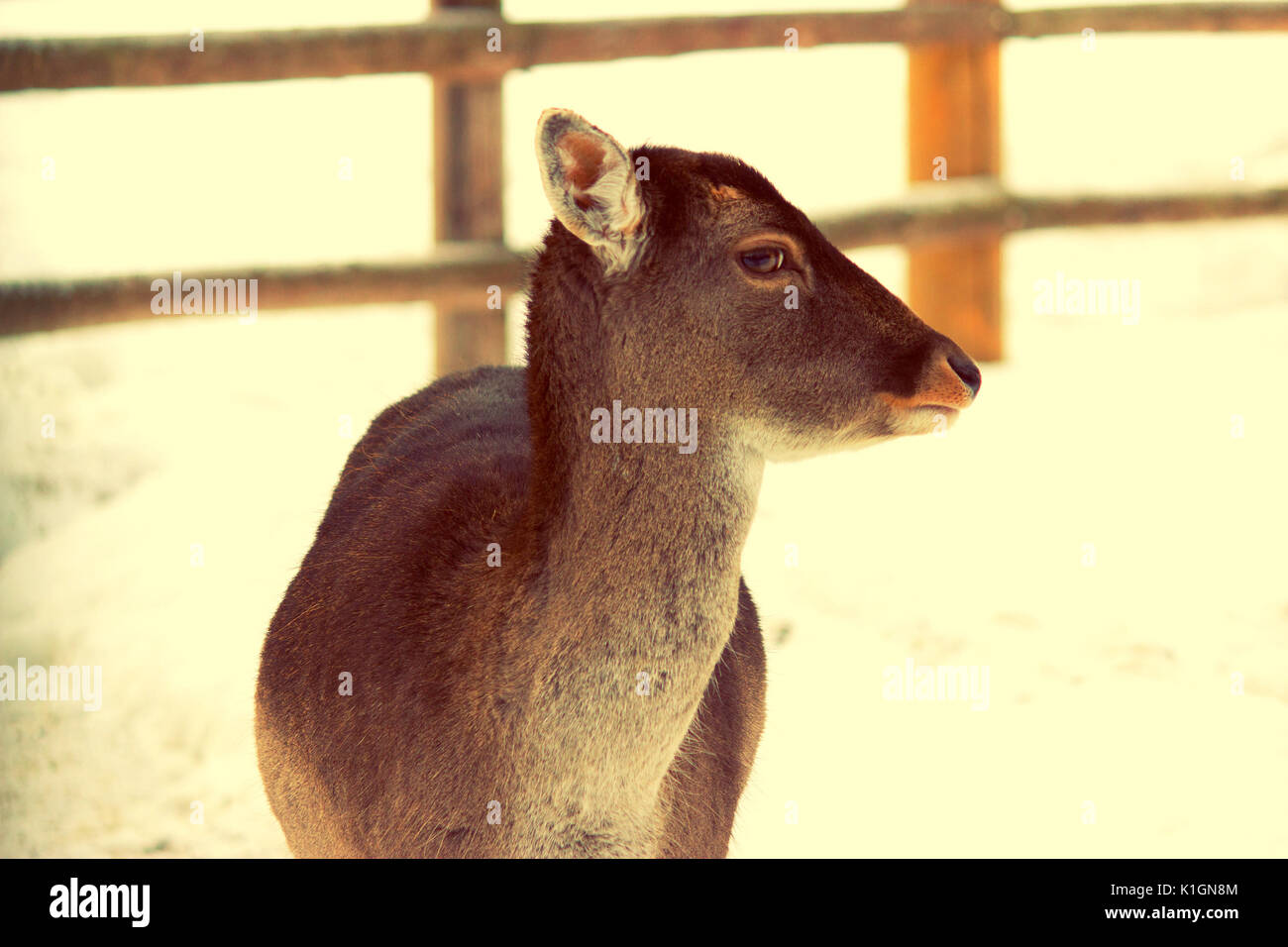 Deer without horns hi-res stock photography and images - Alamy