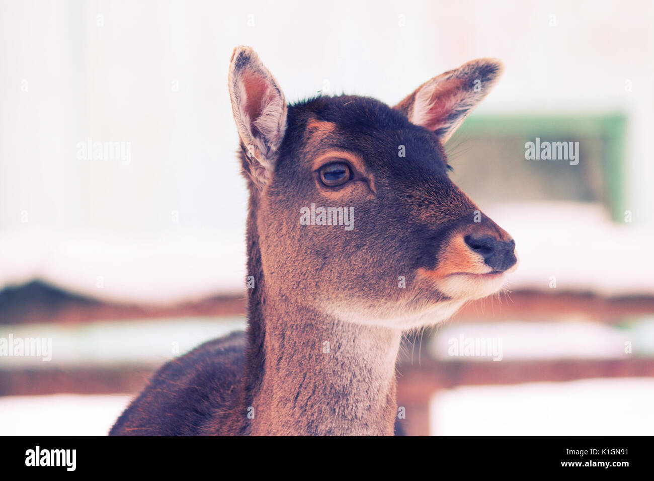 Deer without horns hi-res stock photography and images - Alamy