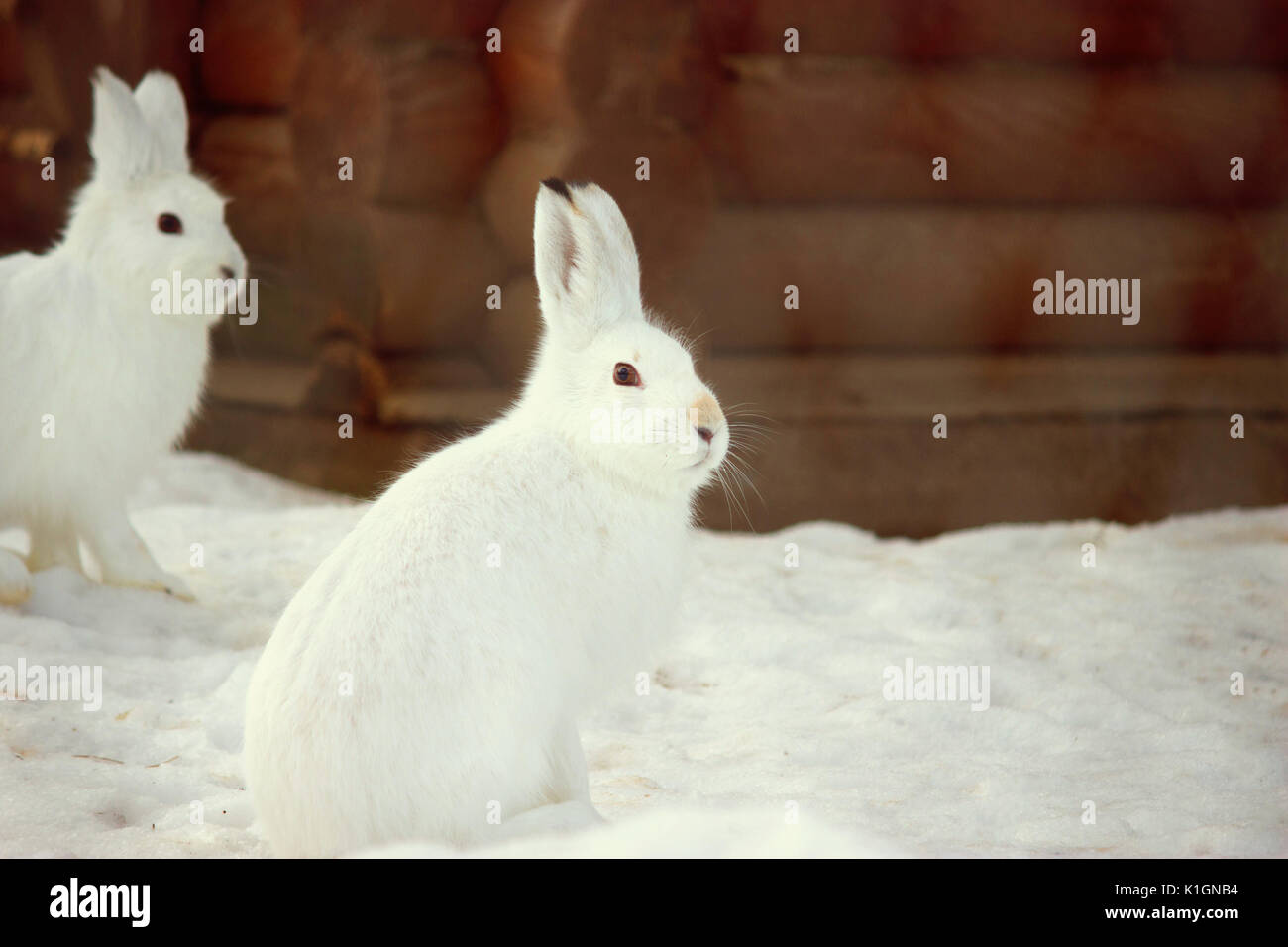 Baby bunny in snow hi-res stock photography and images - Alamy