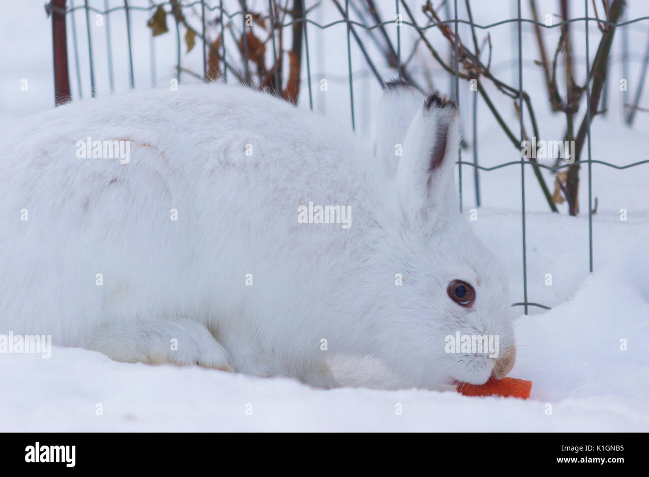 Bunny in the snow. Rabbit in the winter. zoo Stock Photo - Alamy