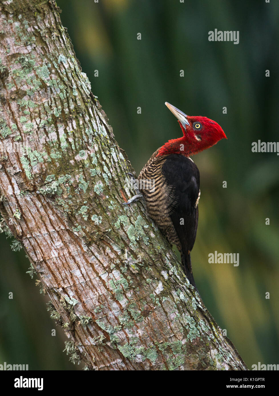 A male Robust Woodpecker (Campephilus robustus) from Ilhabela, Brazil ...