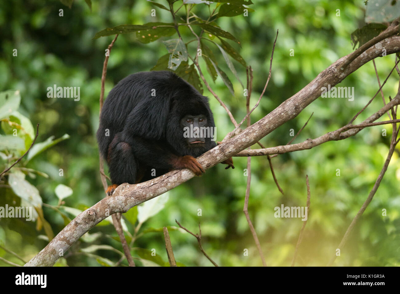 Red-handed Howler Monkey (Alouatta belzebul) from Carajás, PA, Brazil ...