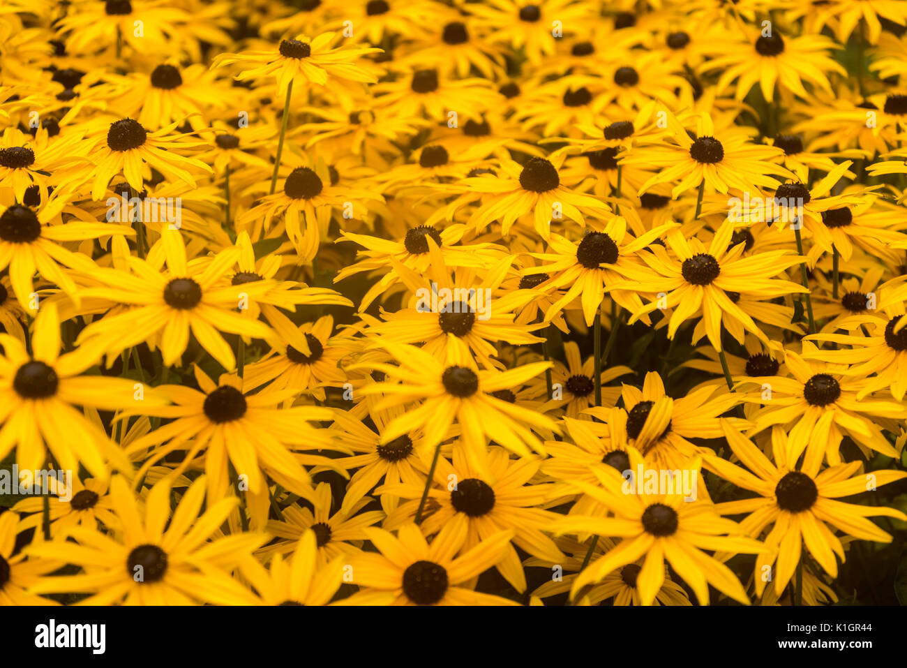 Rudbeckia fulgida, the orange coneflower or perennial coneflower, is a ...