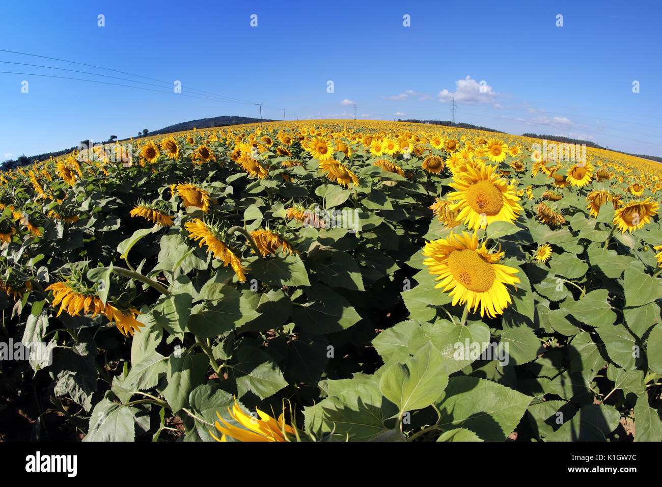 Beautiful summer day with the sunflower hi-res stock photography and ...