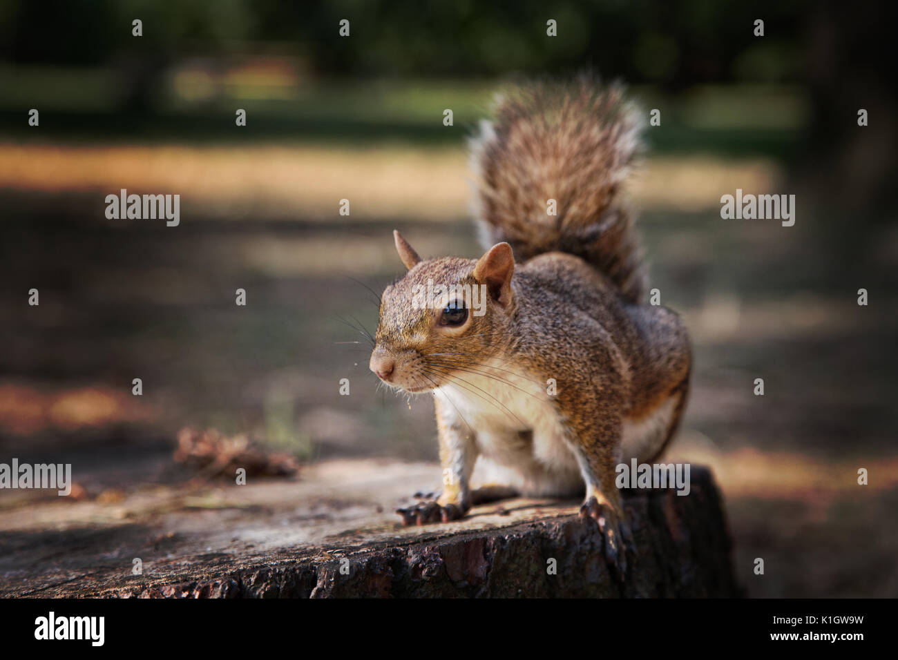 Curious squirrel hi-res stock photography and images - Alamy