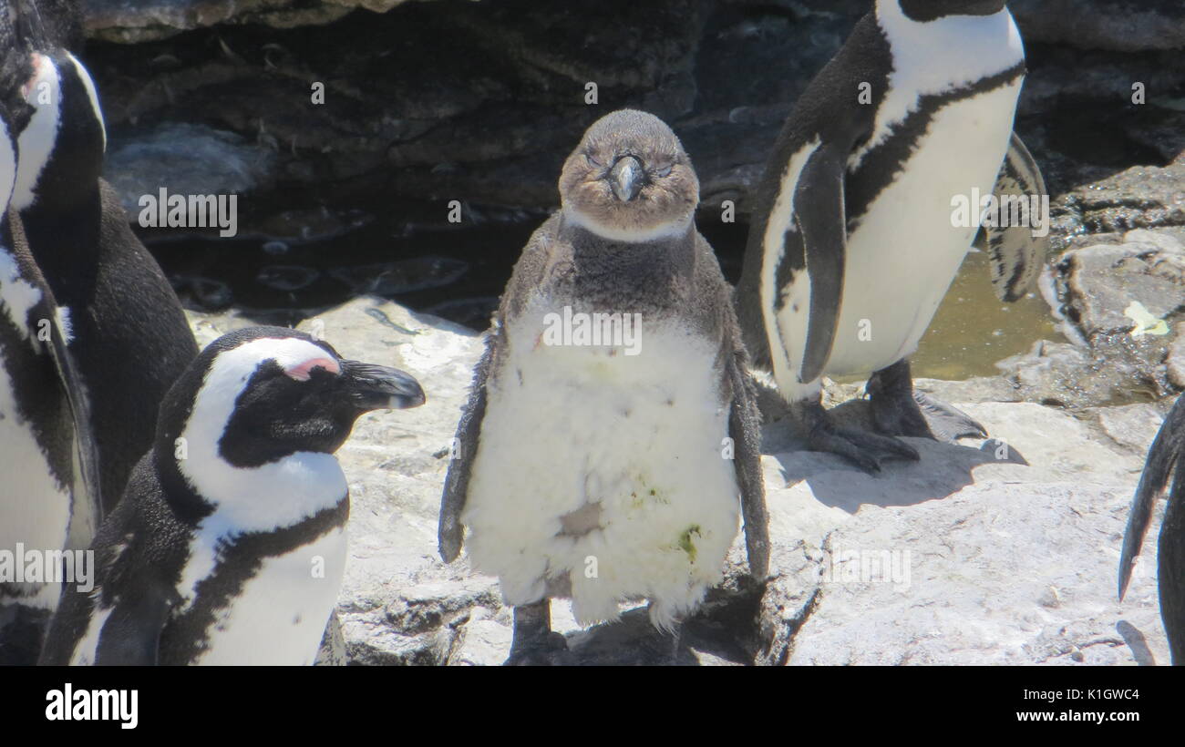 African penguin baby hi-res stock photography and images - Alamy