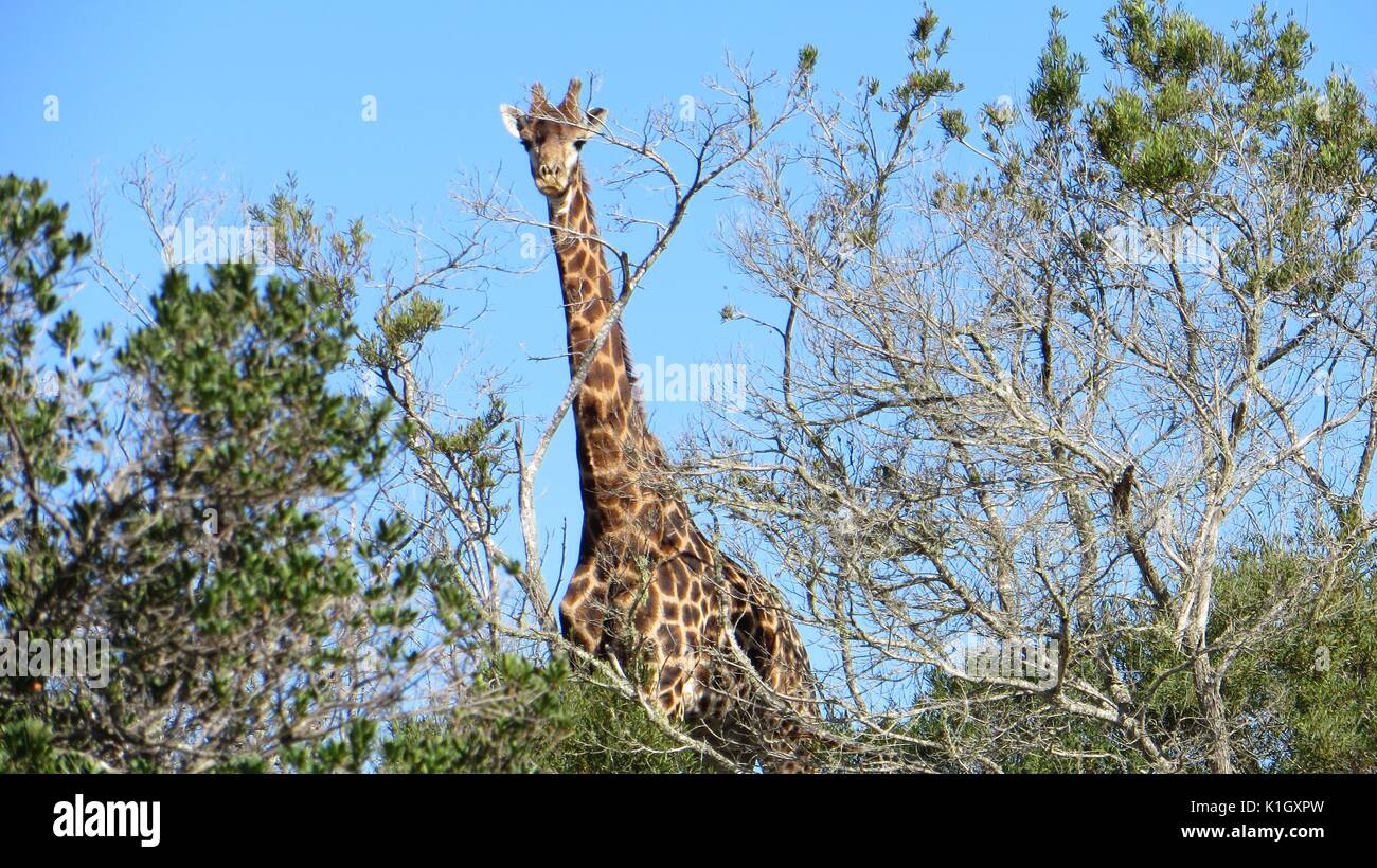 Giraffe behind tree hi-res stock photography and images - Alamy