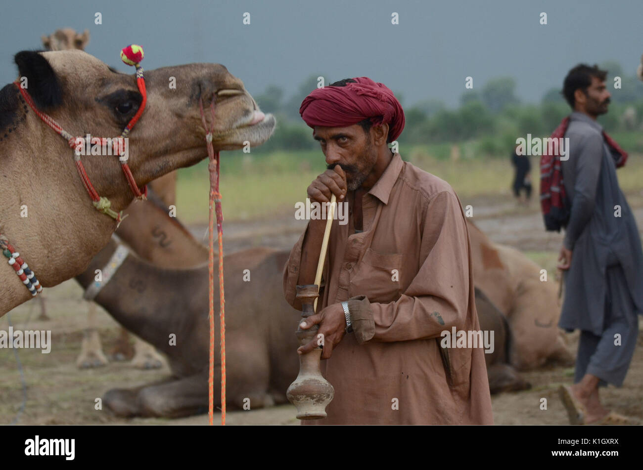 Pakistani vendors display sacrificial animals in an animal market set ...